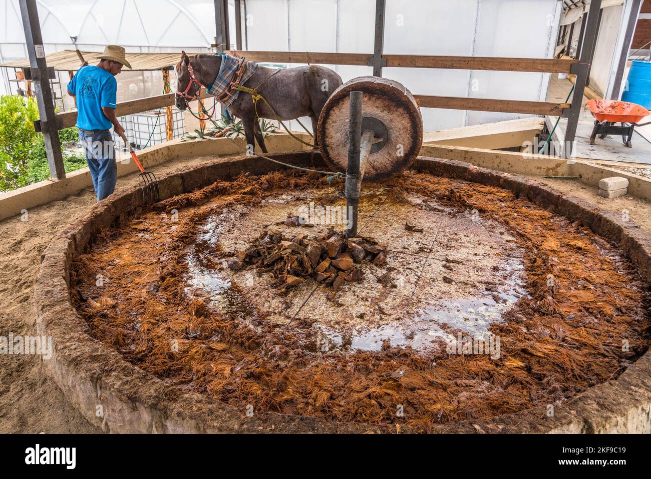 A horse pulling the stone wheel to crush the roasted agave hearts at an ...