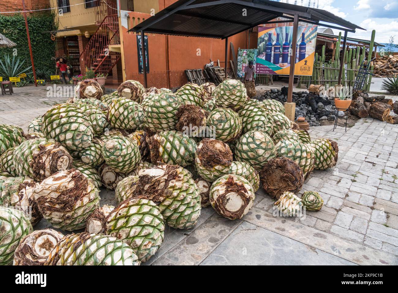 Agave hearts or pinas ready for roasting at an artisanal mezcal ...