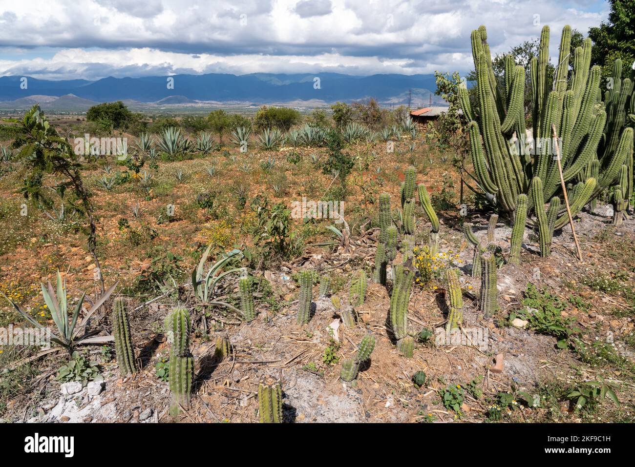Columnar cacti and agaves, looking across the valley of Tlacolula from ...