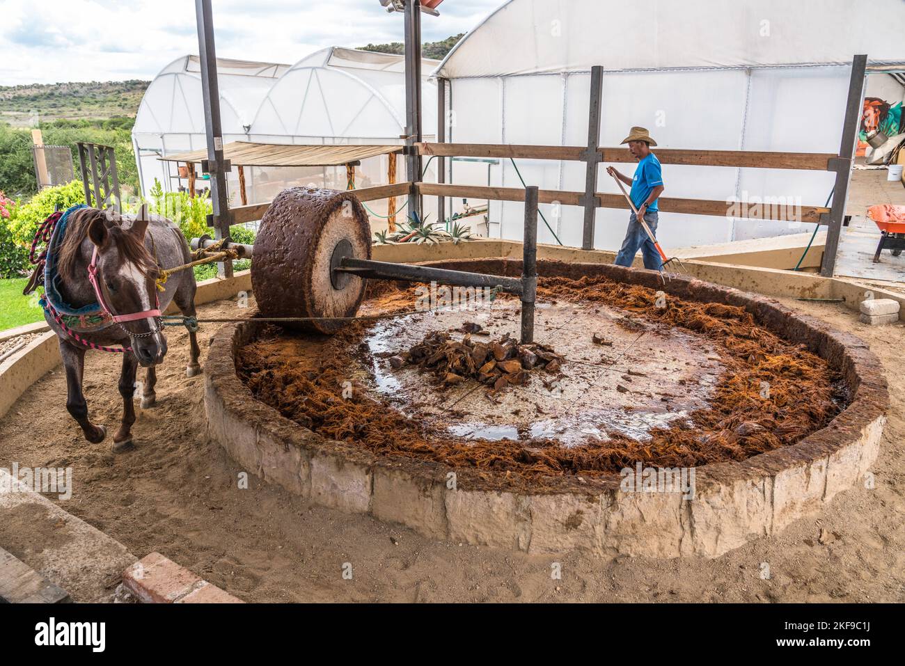 A horse pulling the stone wheel to crush the roasted agave hearts at an ...
