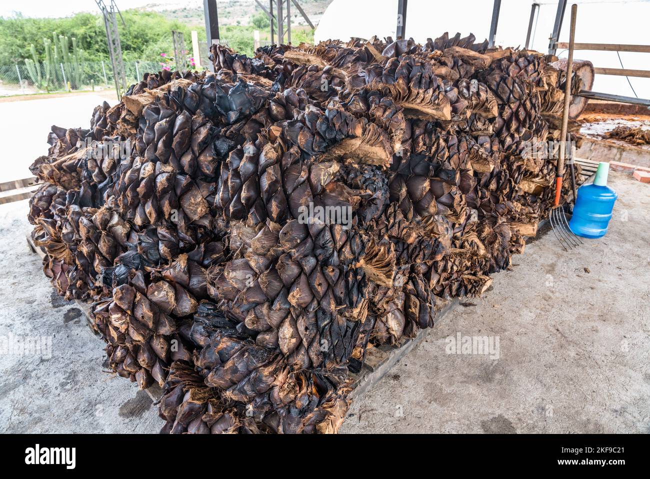 Agave hearts or pinas after roasting at an artisanal mezcal distillery ...