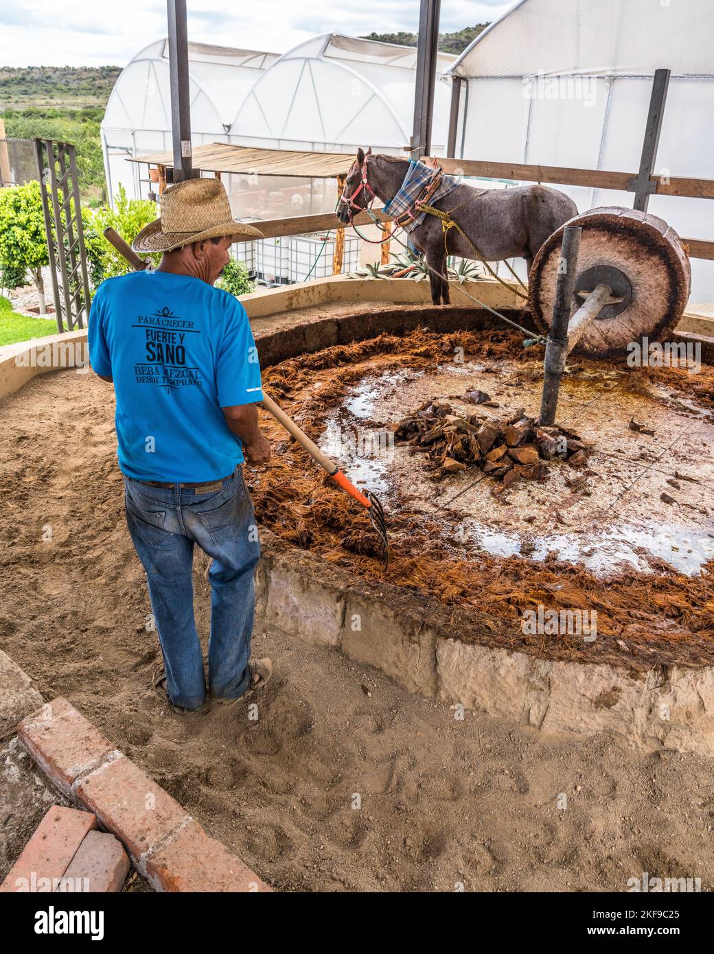 Crushed agave hearts hi-res stock photography and images - Alamy