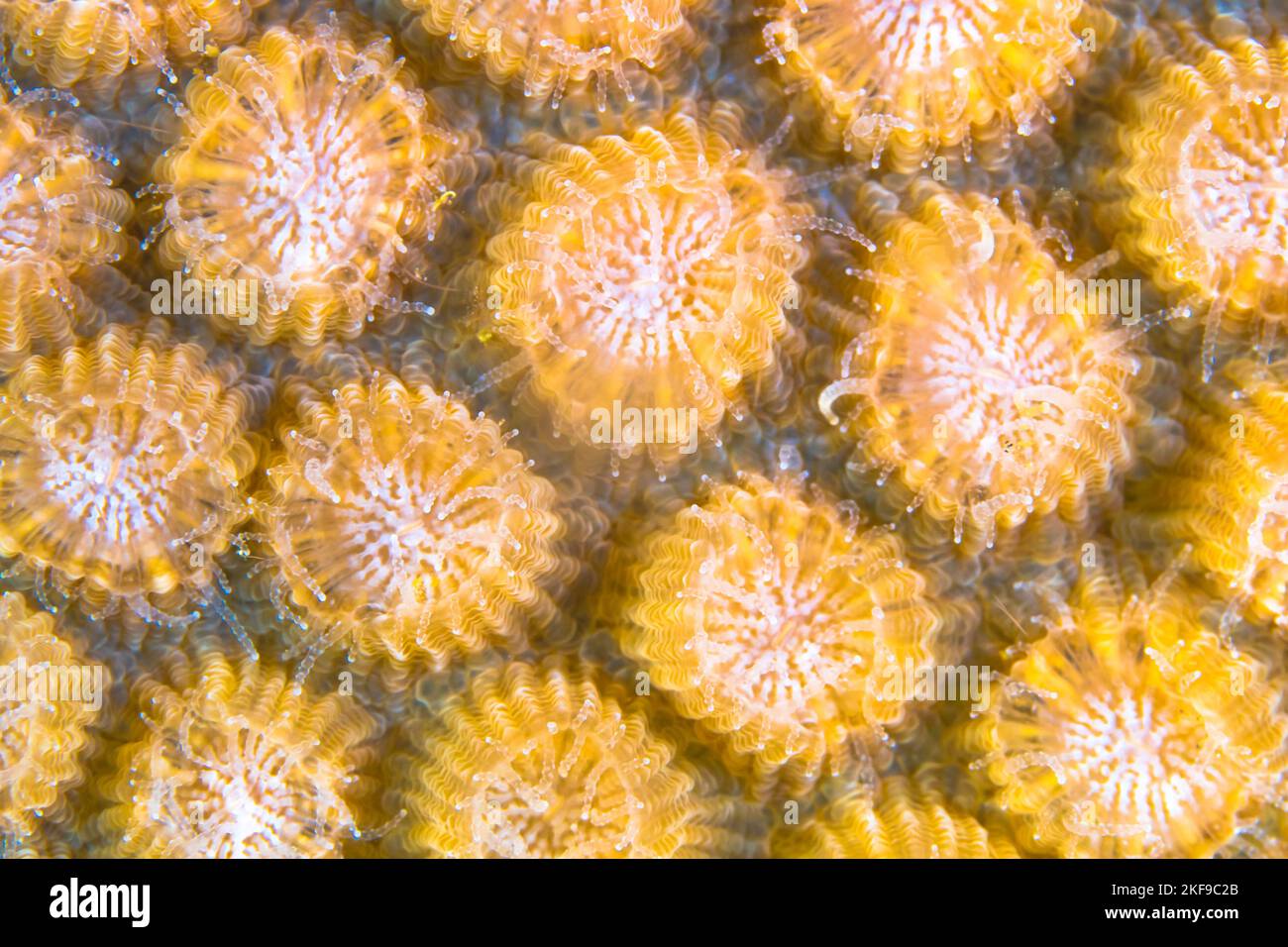 Close up detailed colorful view of healthy coral polyps Stock Photo - Alamy