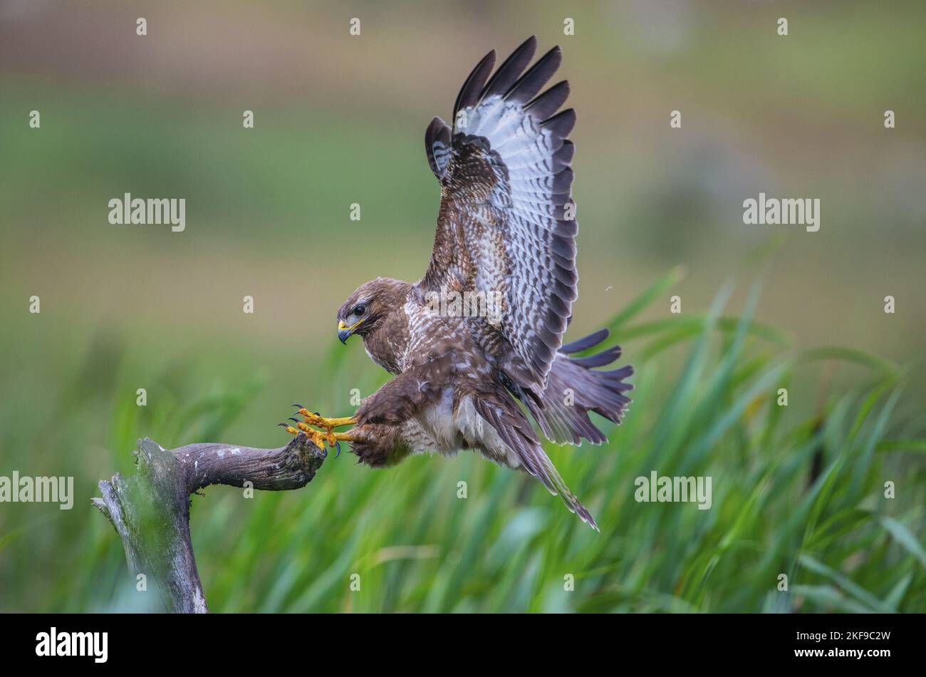 Buzzards flapping wings hi-res stock photography and images - Alamy