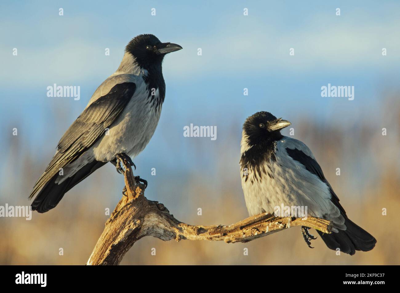 sitting Hooded Crows Stock Photo - Alamy