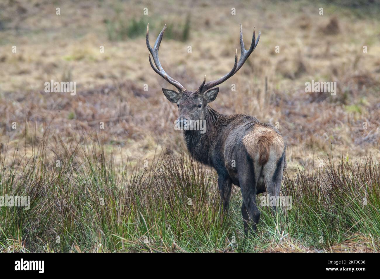 standing Red Deer Stock Photo - Alamy