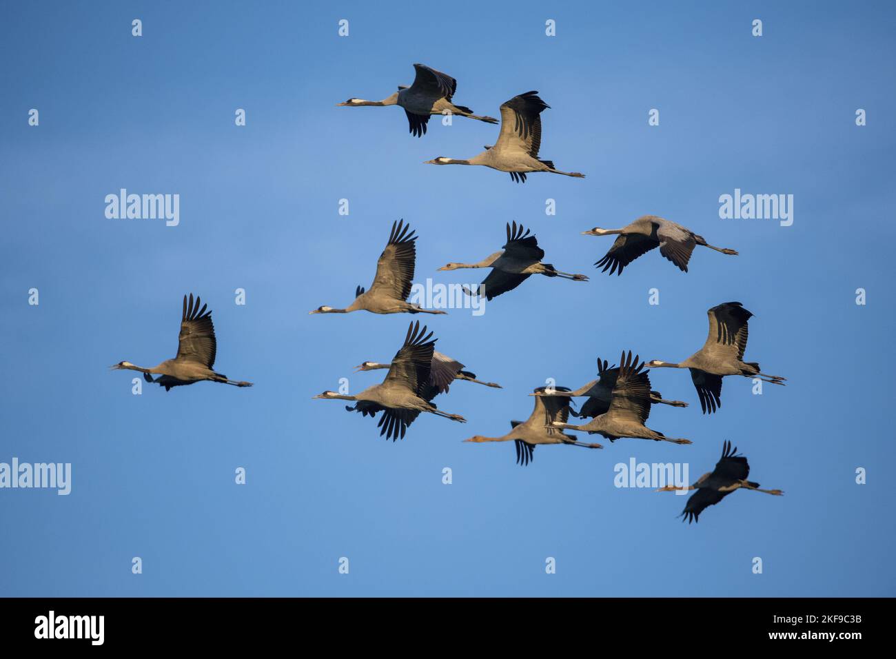 flying Common Cranes Stock Photo - Alamy