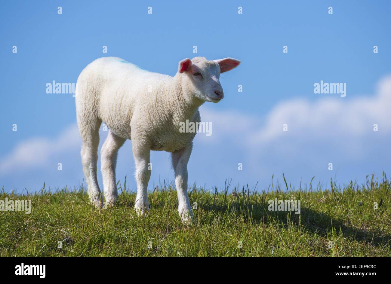 Blue texel lamb hi-res stock photography and images - Alamy