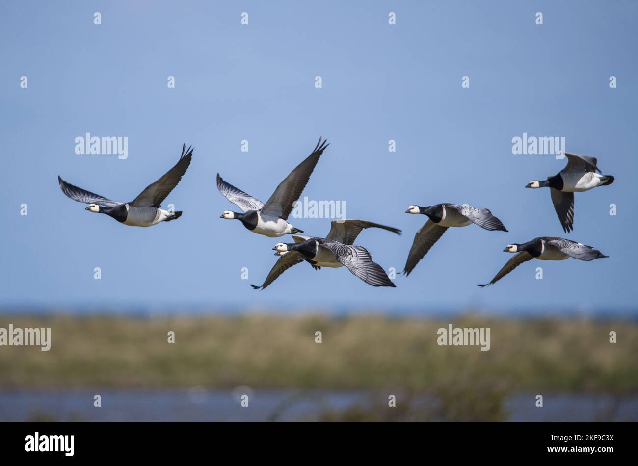 flying Barnacle Geese Stock Photo - Alamy