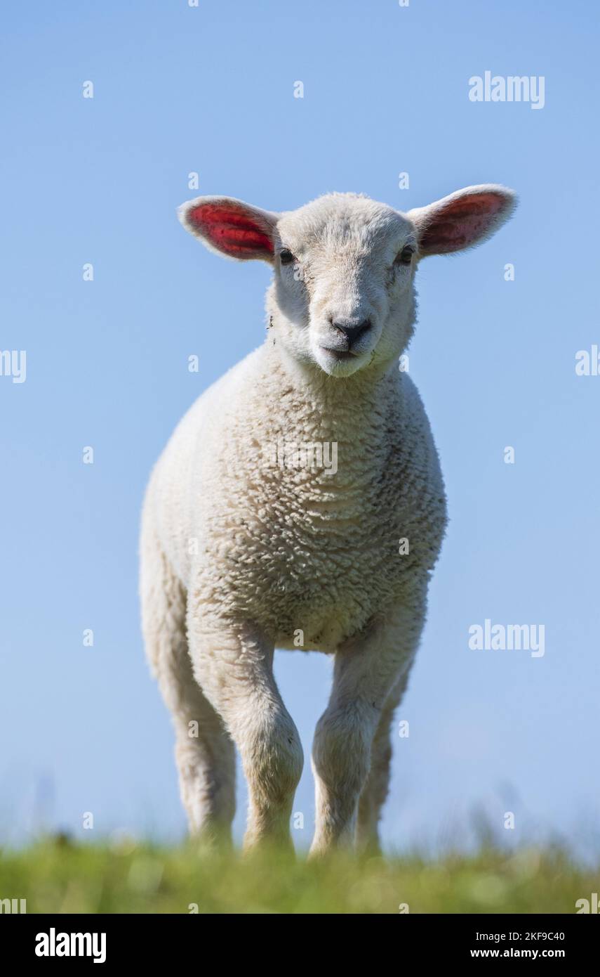 Blue texel lamb hi-res stock photography and images - Alamy