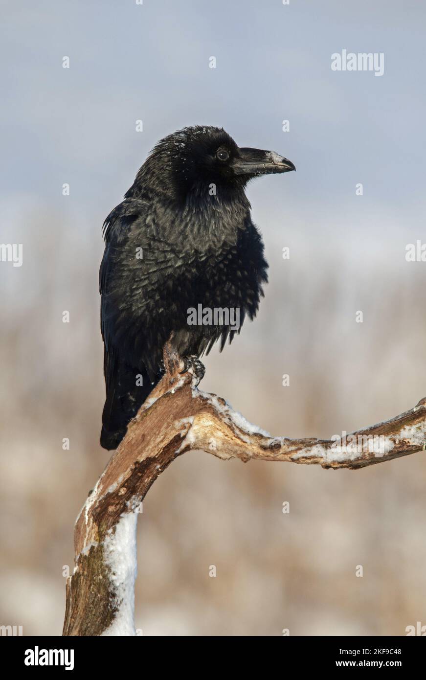 Raven corvus corax sits hi-res stock photography and images - Alamy