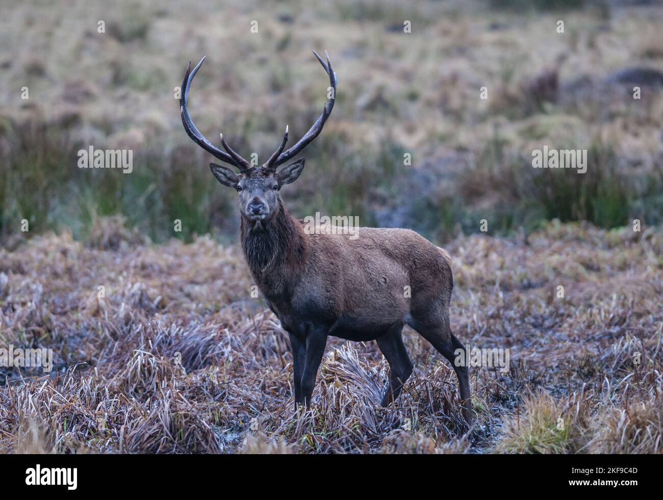 standing Red Deer Stock Photo - Alamy