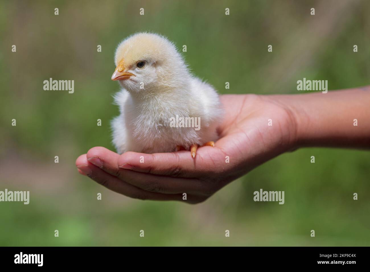 Human hens hi-res stock photography and images - Alamy