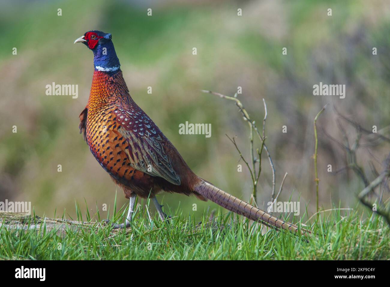 standing Ring-necked Pheasant Stock Photo - Alamy