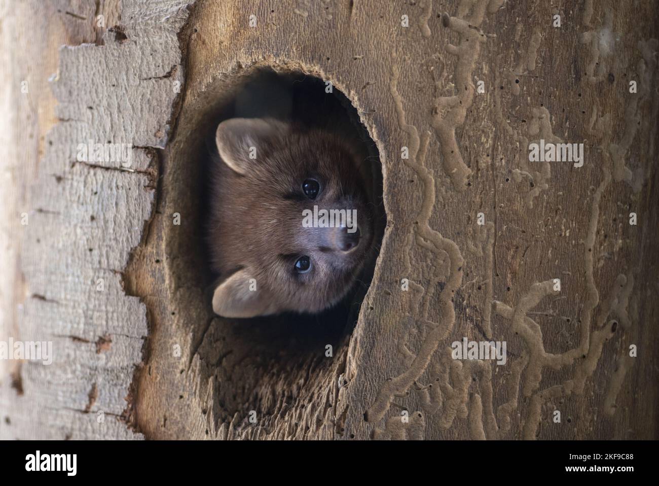 Pine Marten portrait Stock Photo - Alamy