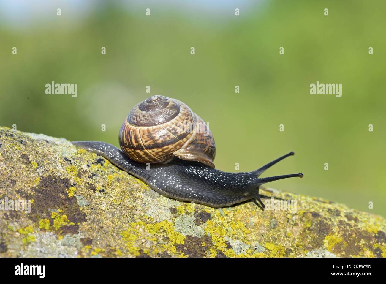 Smaller Banded Snail Stock Photo - Alamy