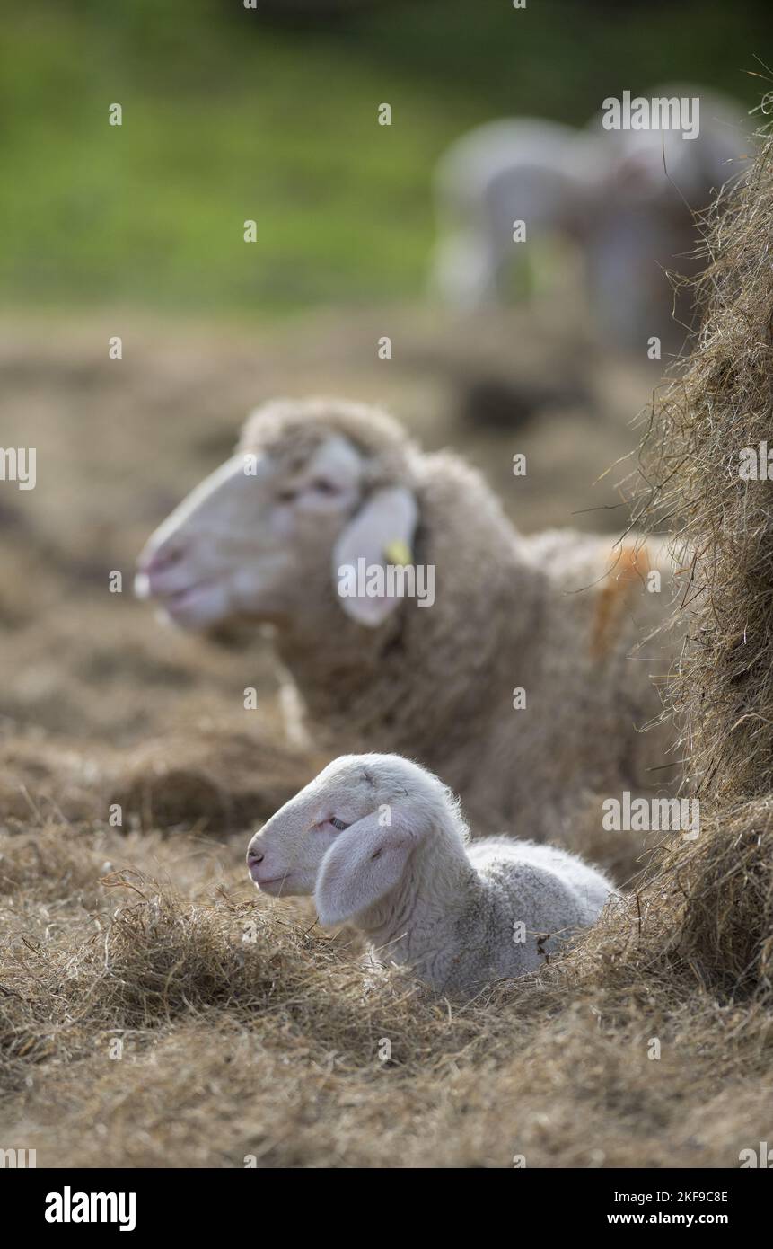 Merino sheep side view hi-res stock photography and images - Alamy