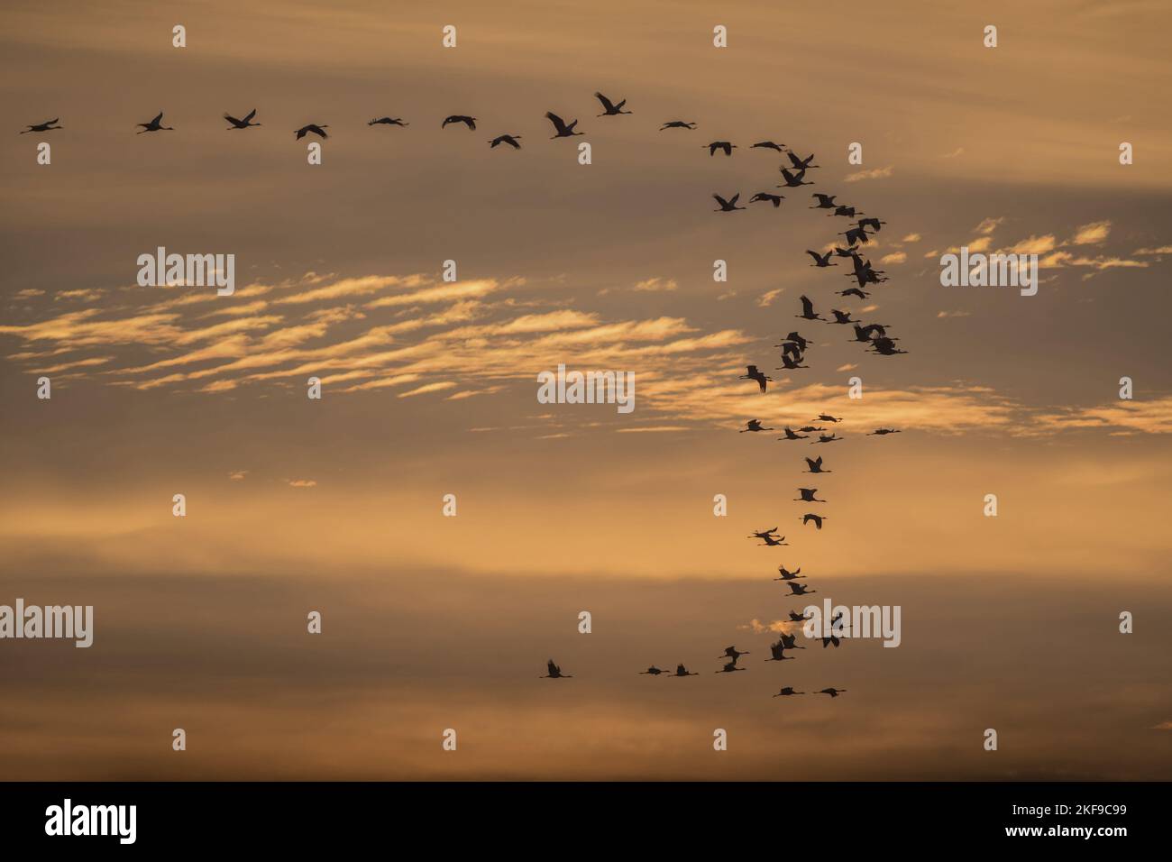 flying Common Cranes Stock Photo - Alamy