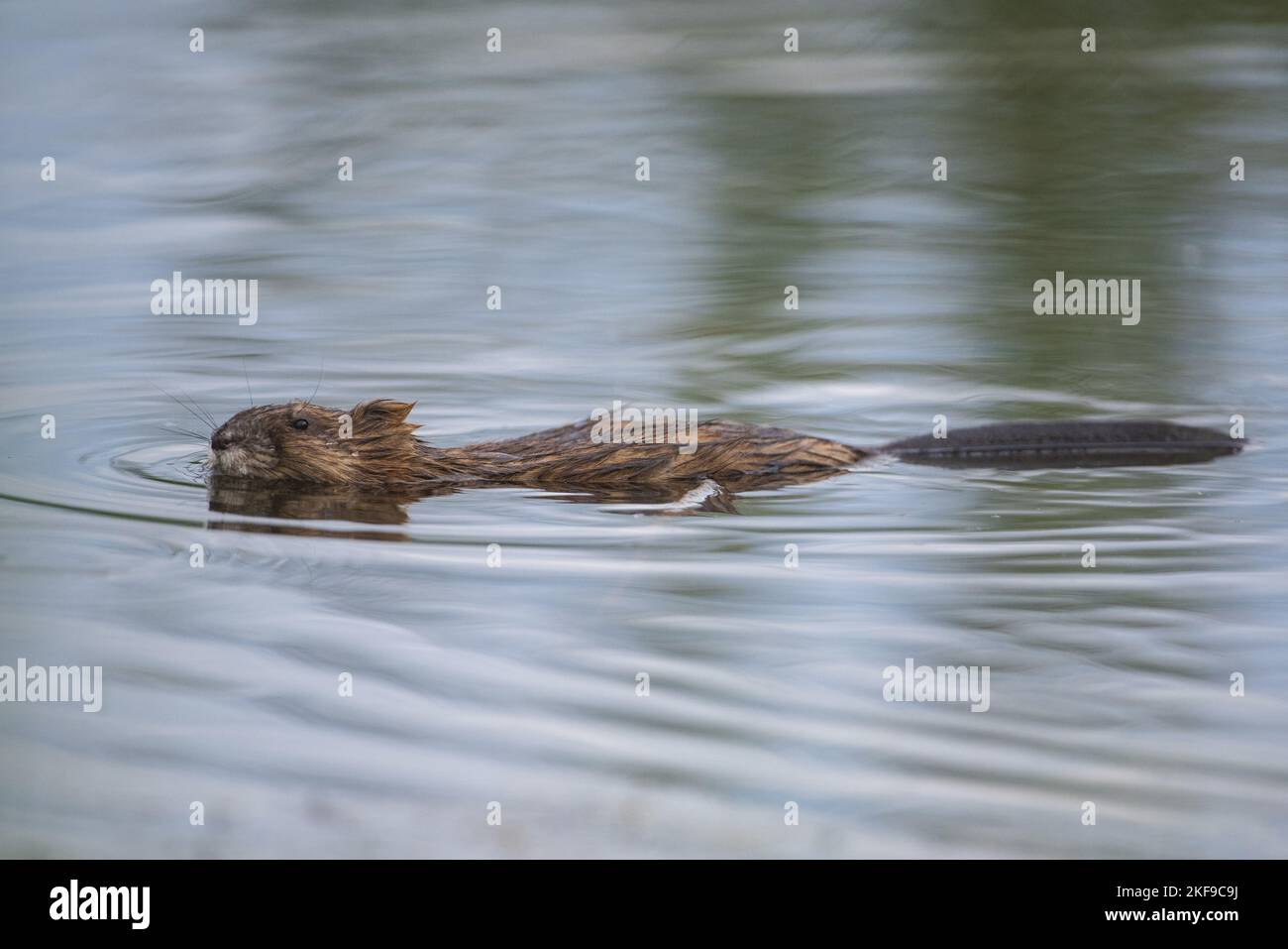 Muskrat 1 hi-res stock photography and images - Alamy