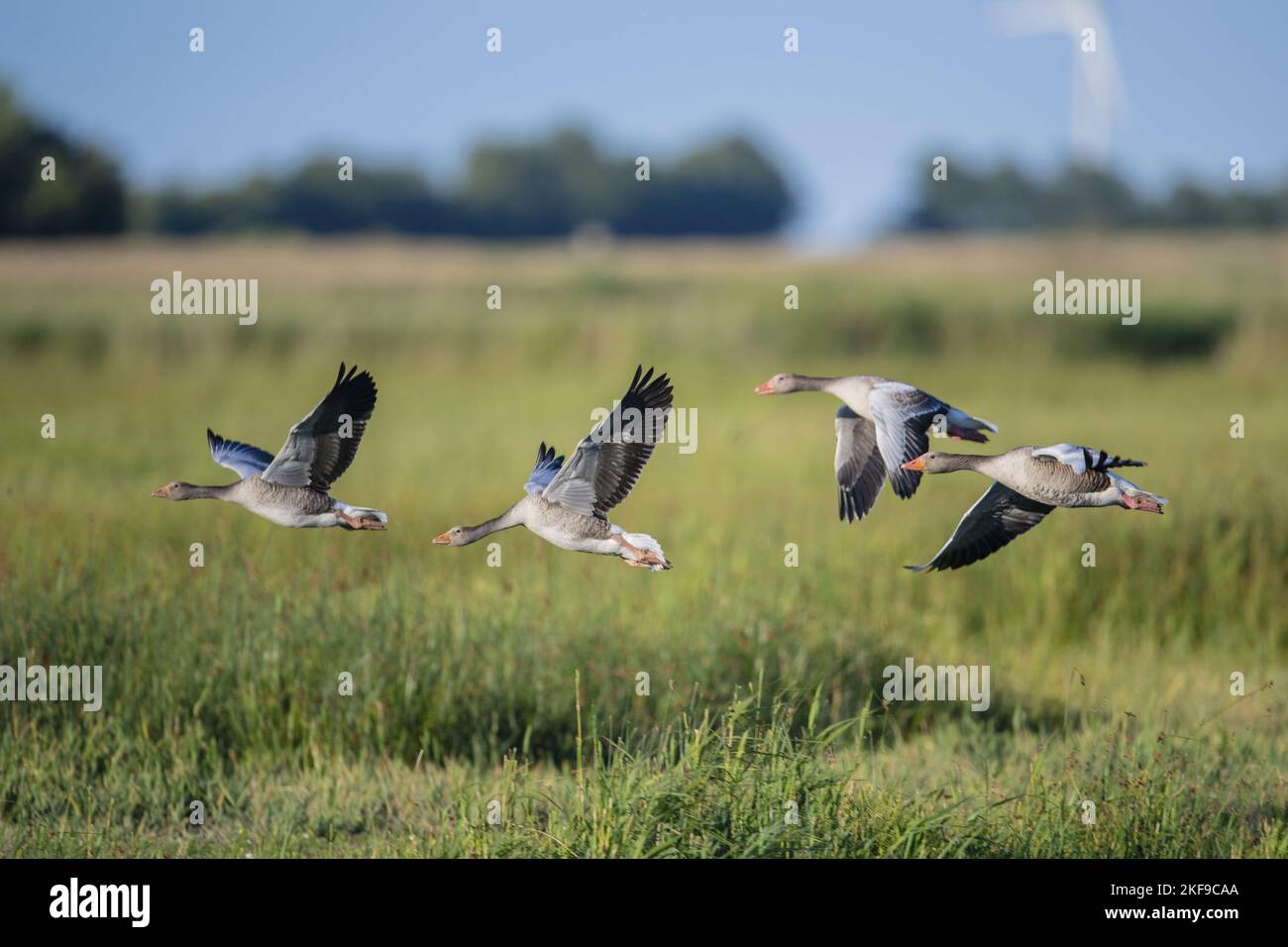 Flying sources hi-res stock photography and images - Alamy