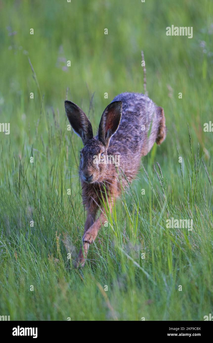 running Brown Hare Stock Photo - Alamy