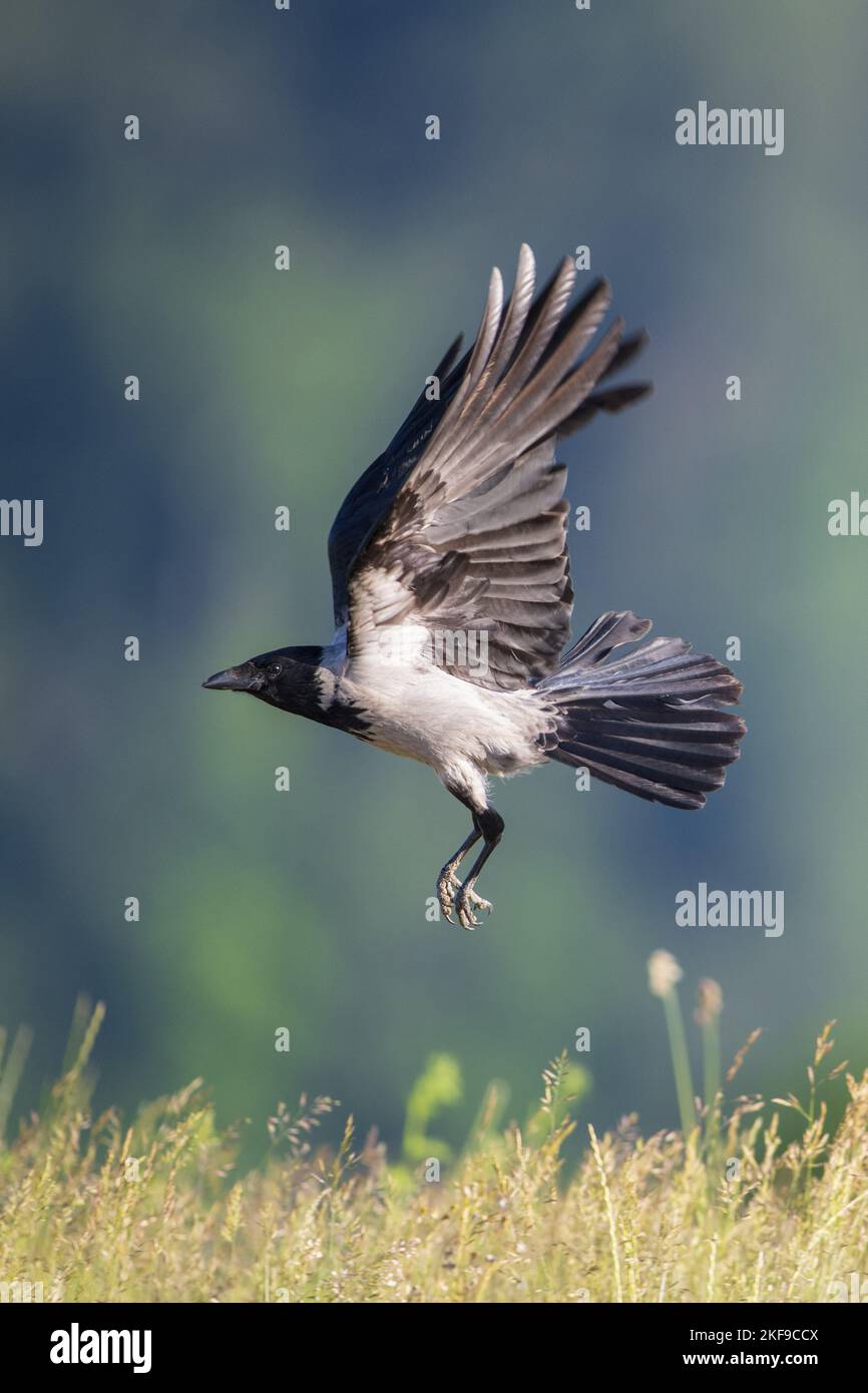 flying Hooded Crow Stock Photo - Alamy