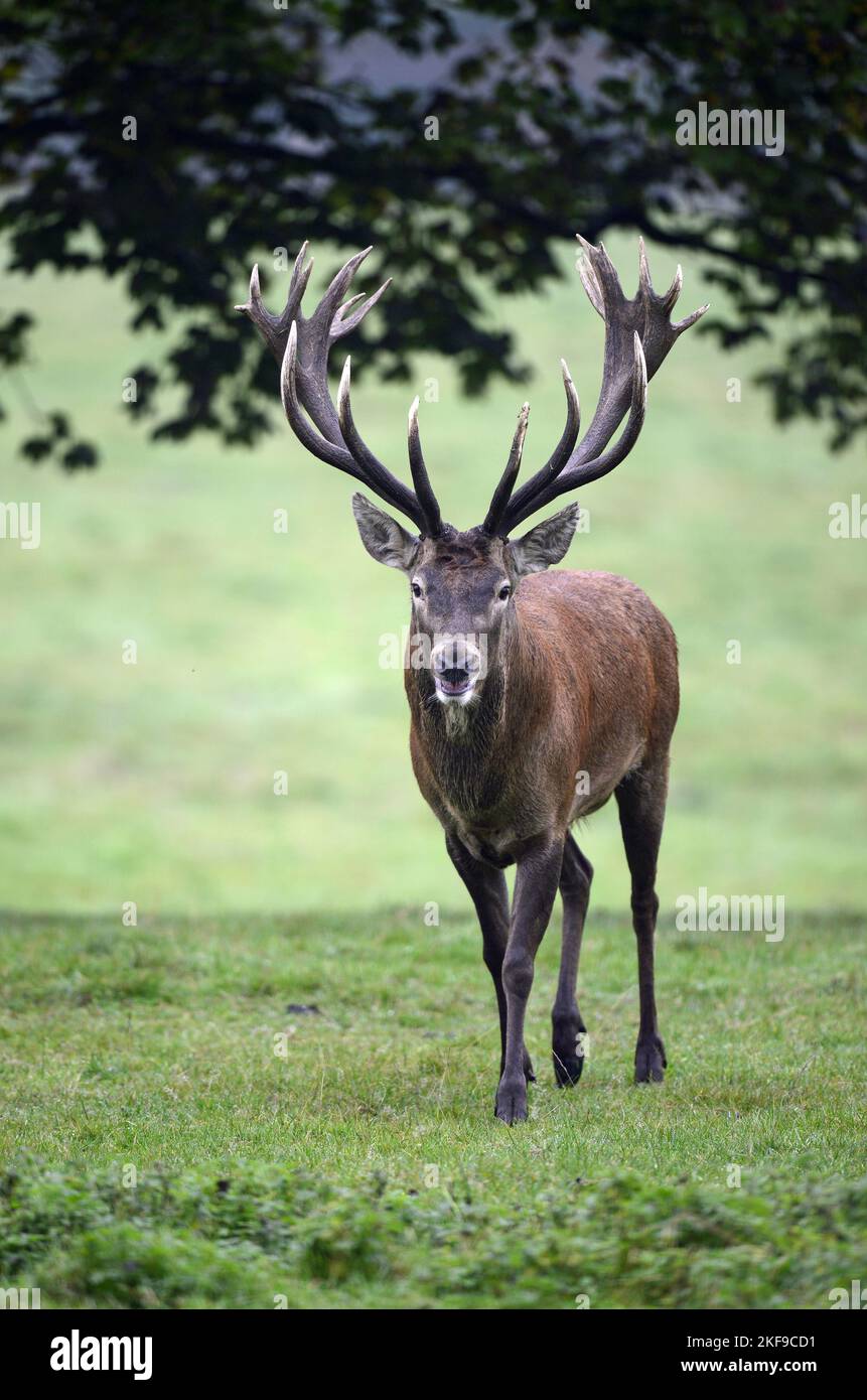 standing Red Deer Stock Photo - Alamy