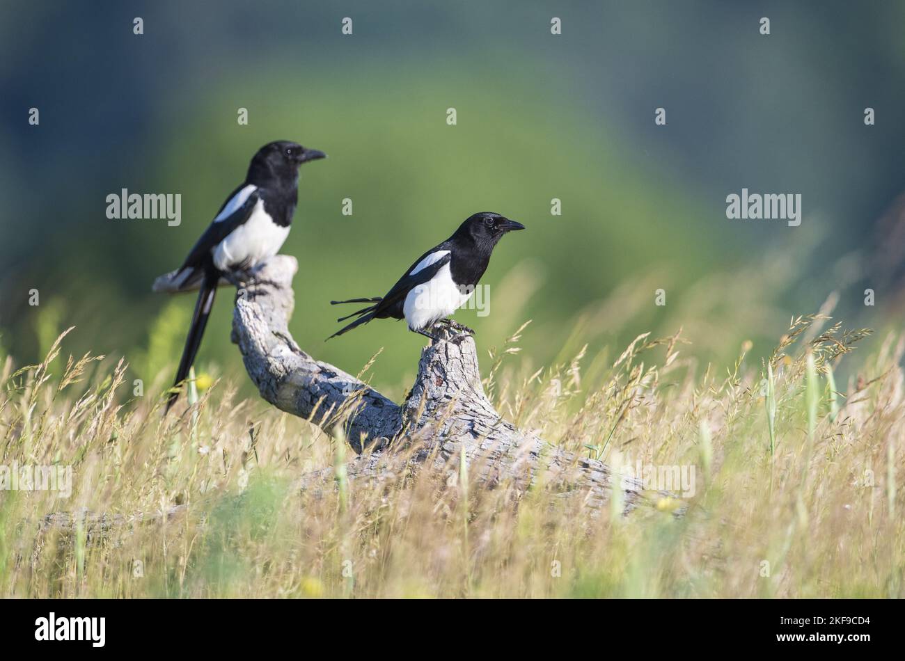 Magpie pica tree sit hi-res stock photography and images - Alamy