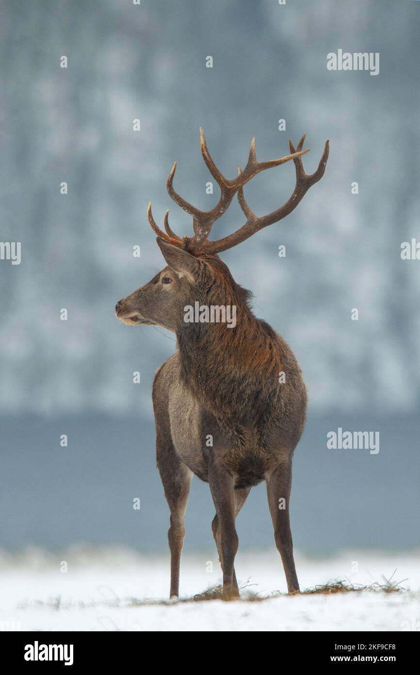 standing Red Deer Stock Photo - Alamy