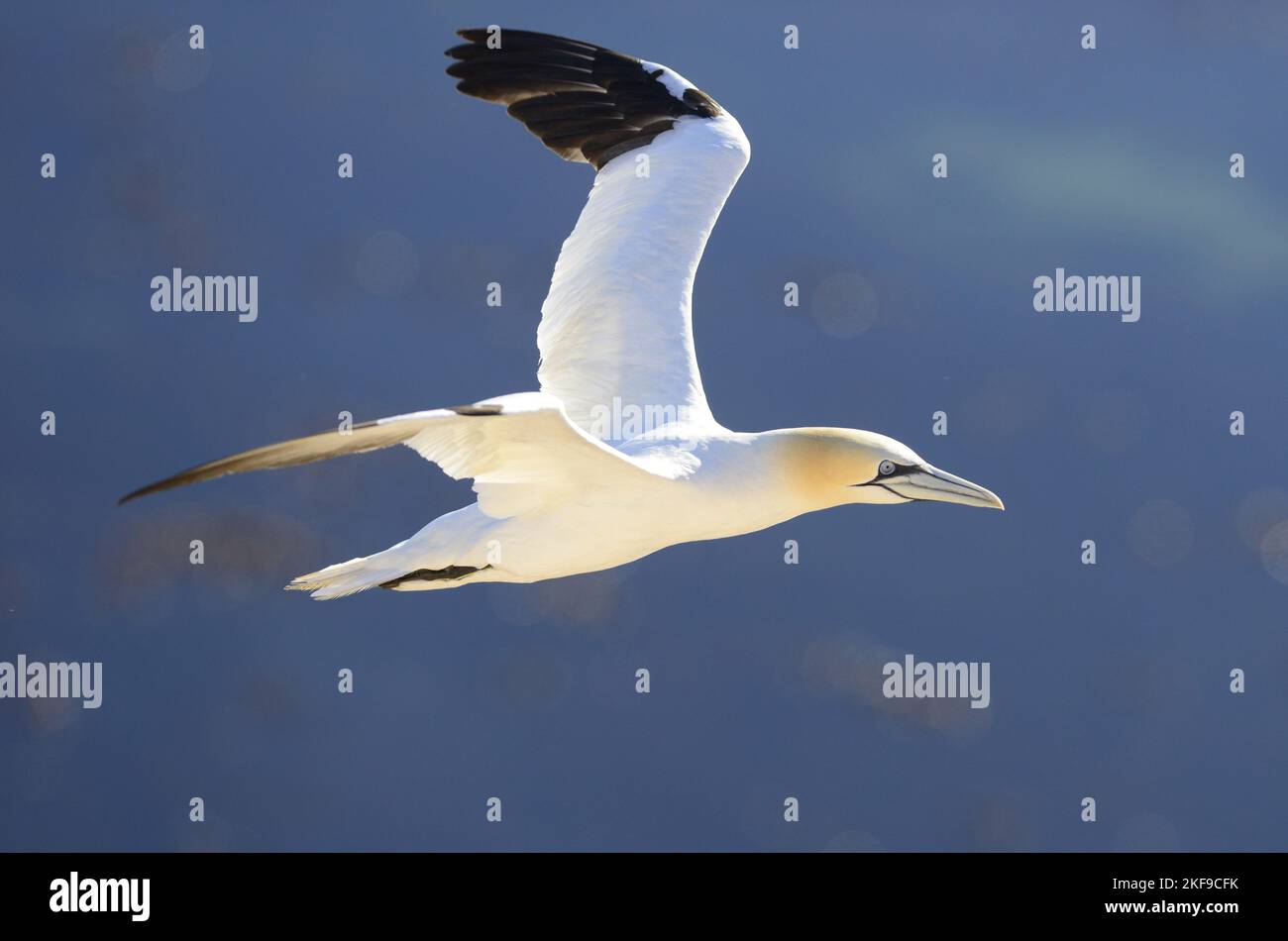 flying Northern Gannet Stock Photo - Alamy