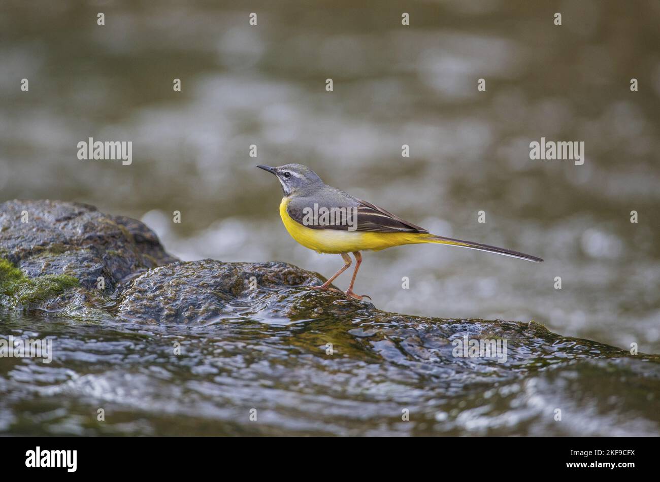 Wagtail riverside rocks hi-res stock photography and images - Alamy