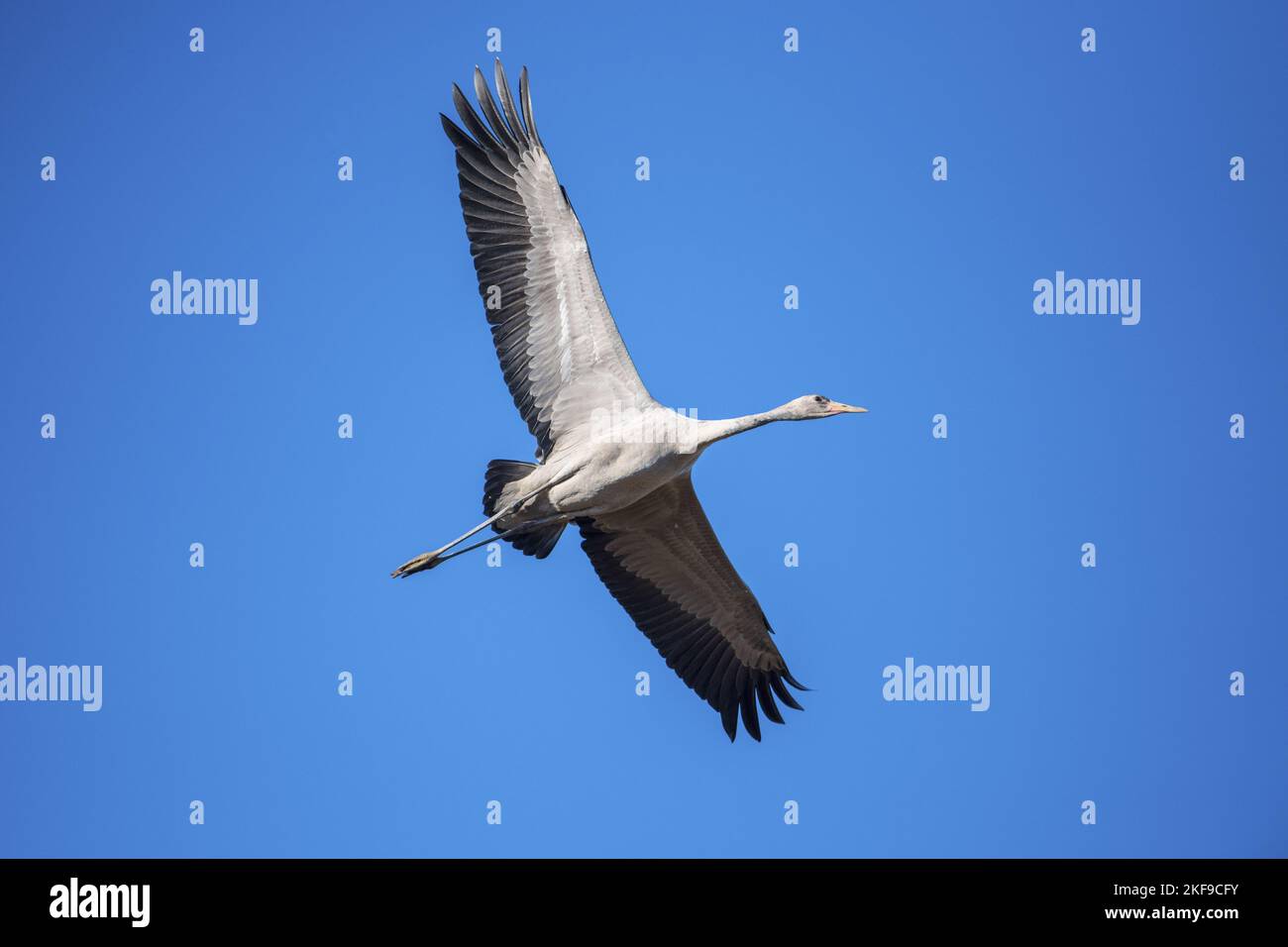 flying Common Crane Stock Photo - Alamy