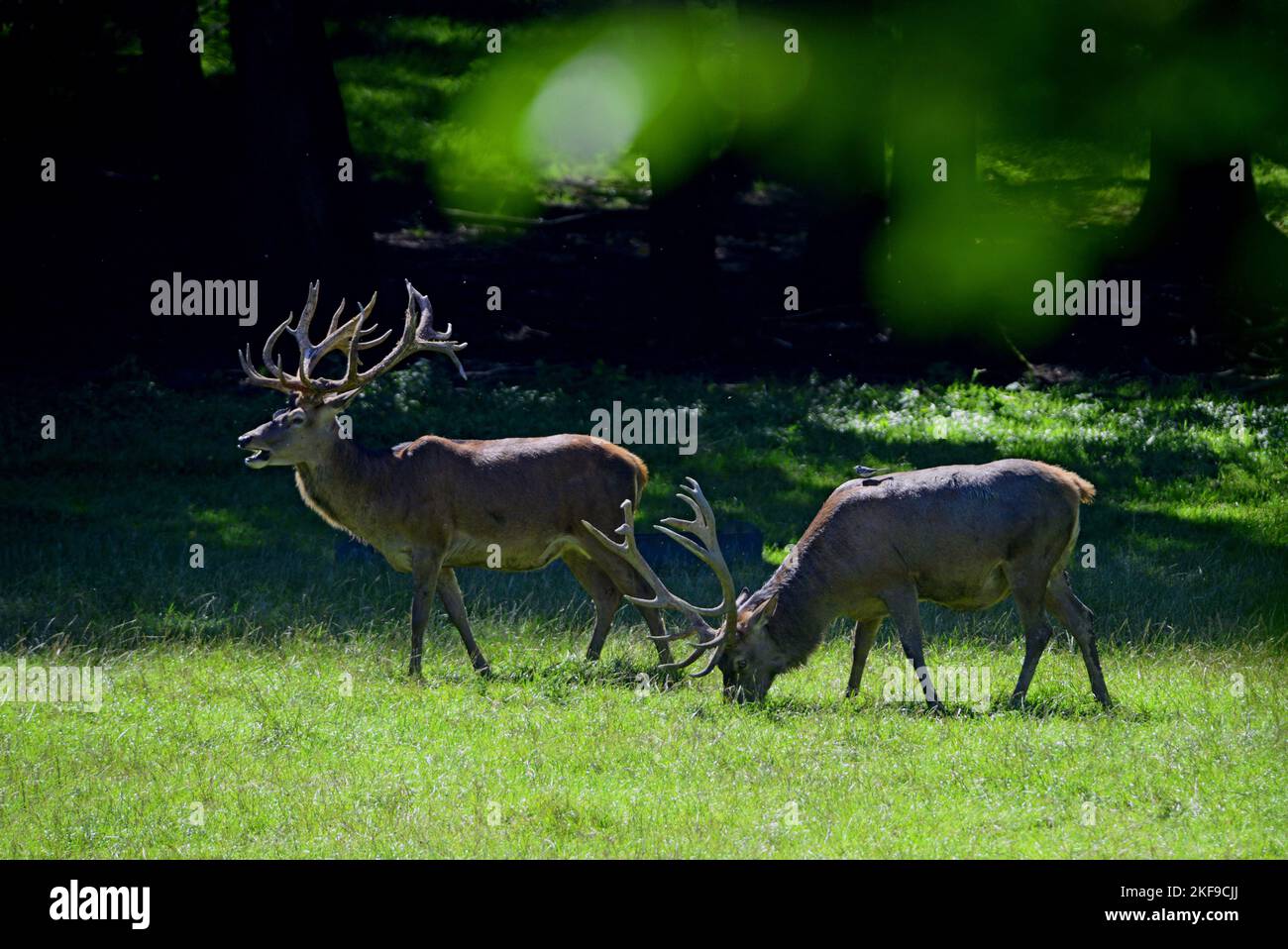 Red deer browsing trees hi-res stock photography and images - Alamy