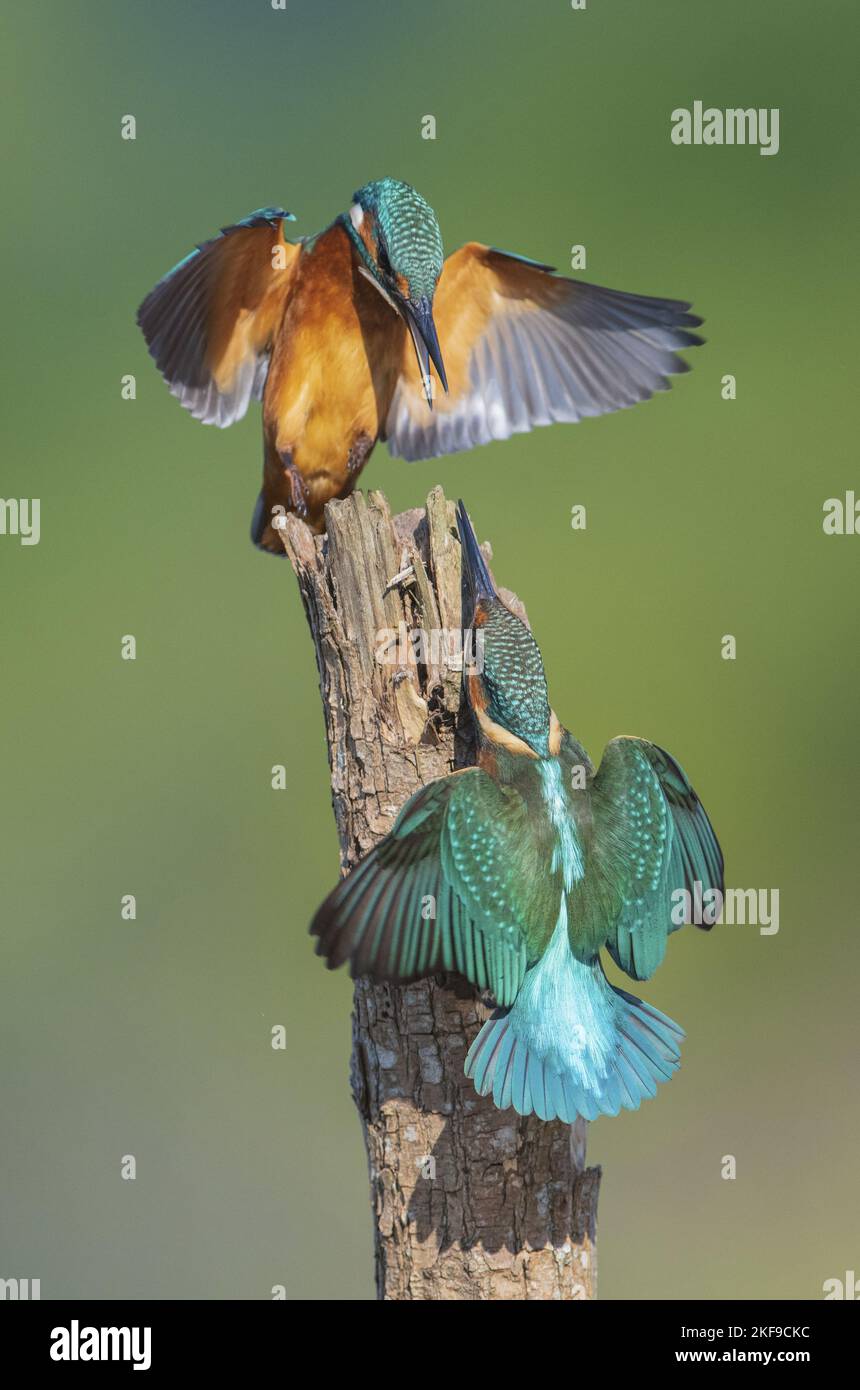 Halcyon 2 hi-res stock photography and images - Alamy