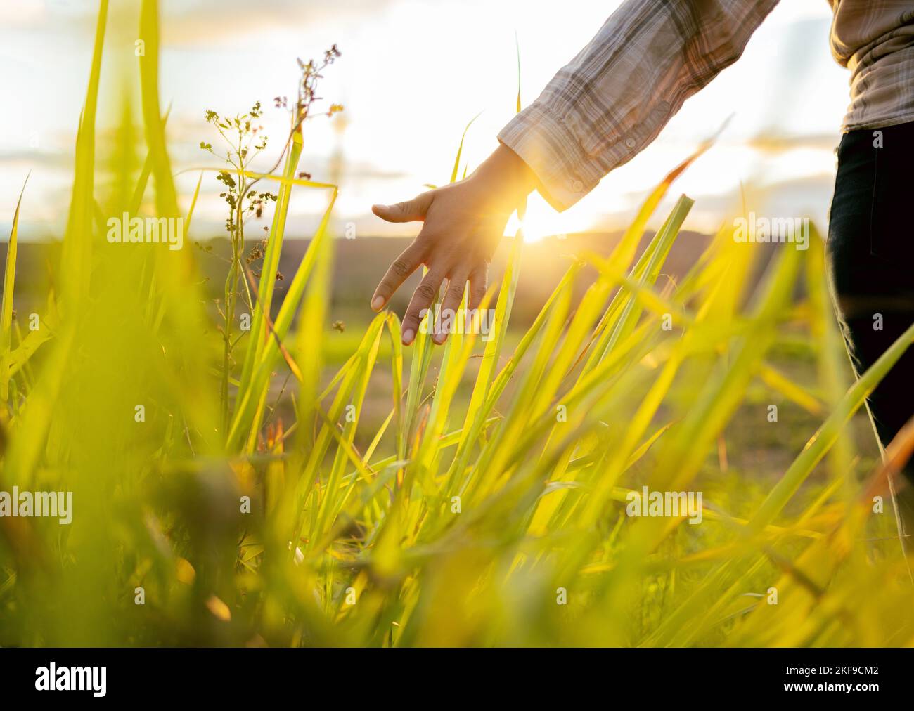 Freedom, nature and sunset with hand in field for relaxation, peace and ...