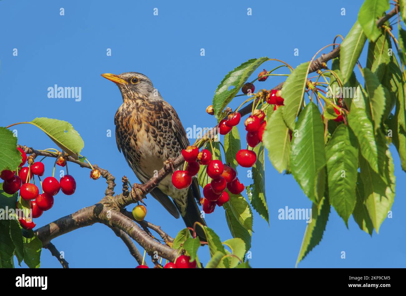 Fieldfare turdus pilaris adults hi-res stock photography and images - Alamy