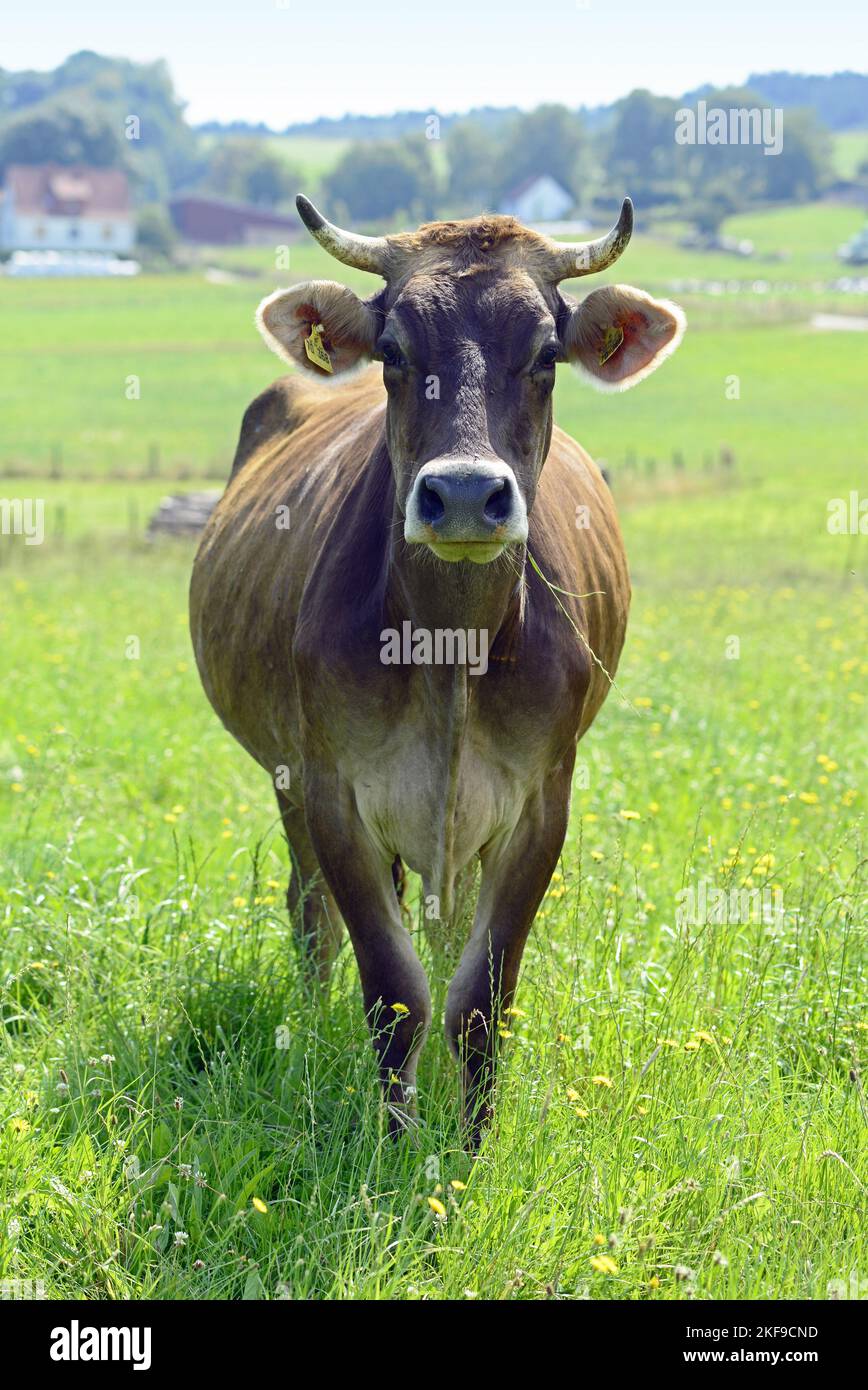 House cattles hi-res stock photography and images - Alamy