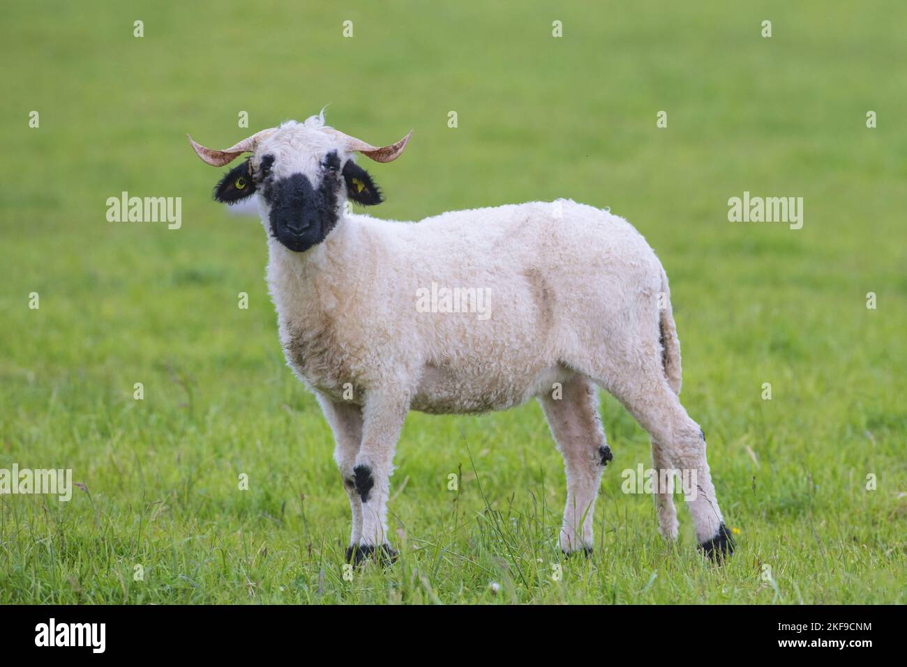 Wallachian sheep hi-res stock photography and images - Alamy