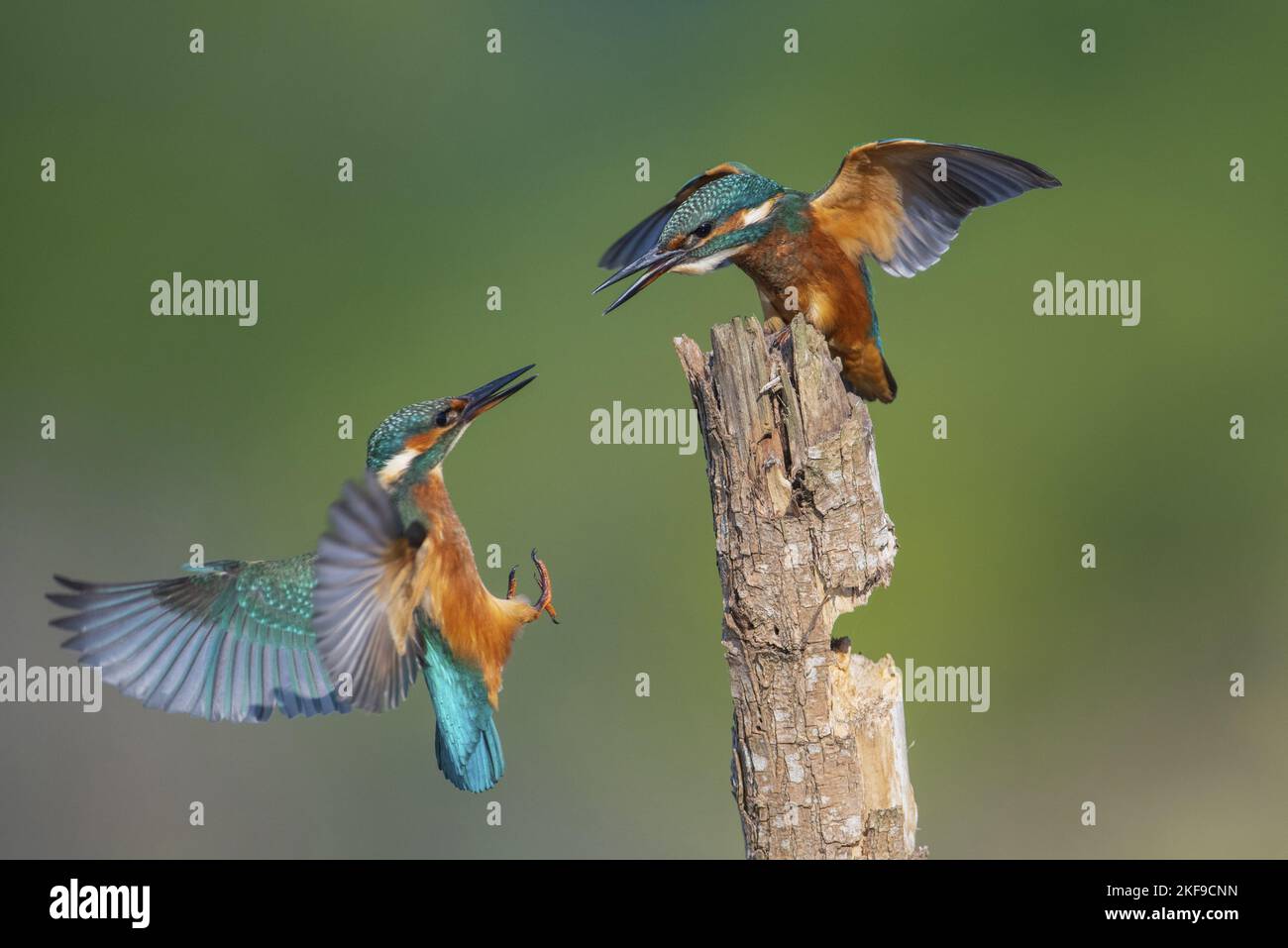 Halcyon 2 hi-res stock photography and images - Alamy