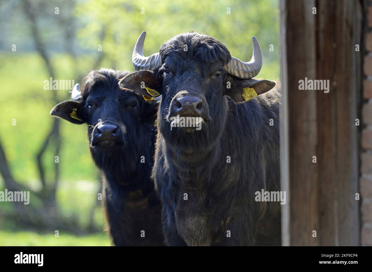 Two water buffalos bubalus hi-res stock photography and images - Alamy