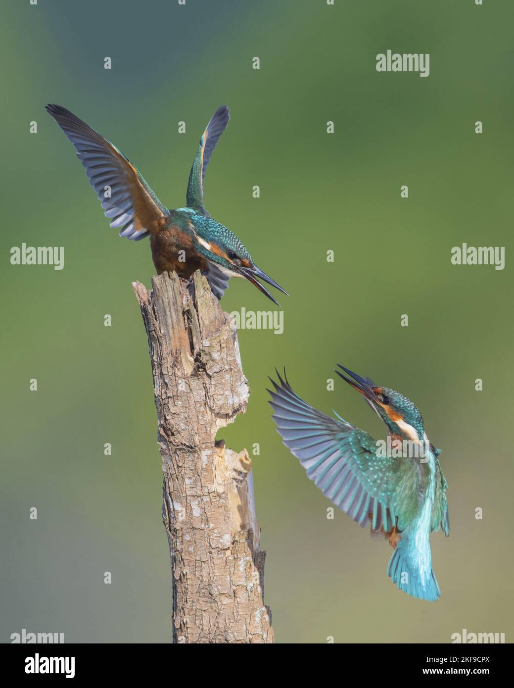 Halcyon 2 hi-res stock photography and images - Alamy