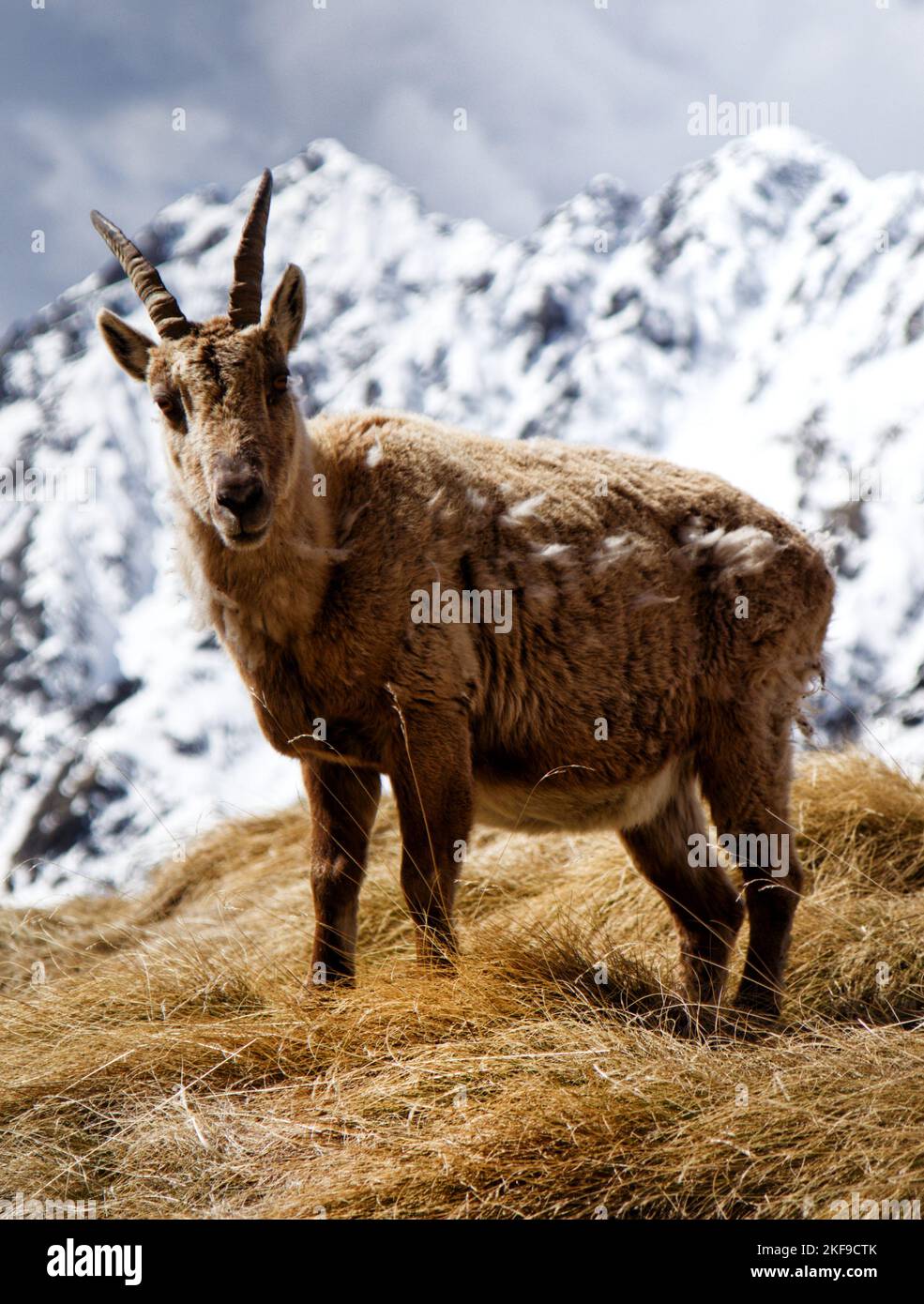 Italy ibex hi-res stock photography and images - Alamy