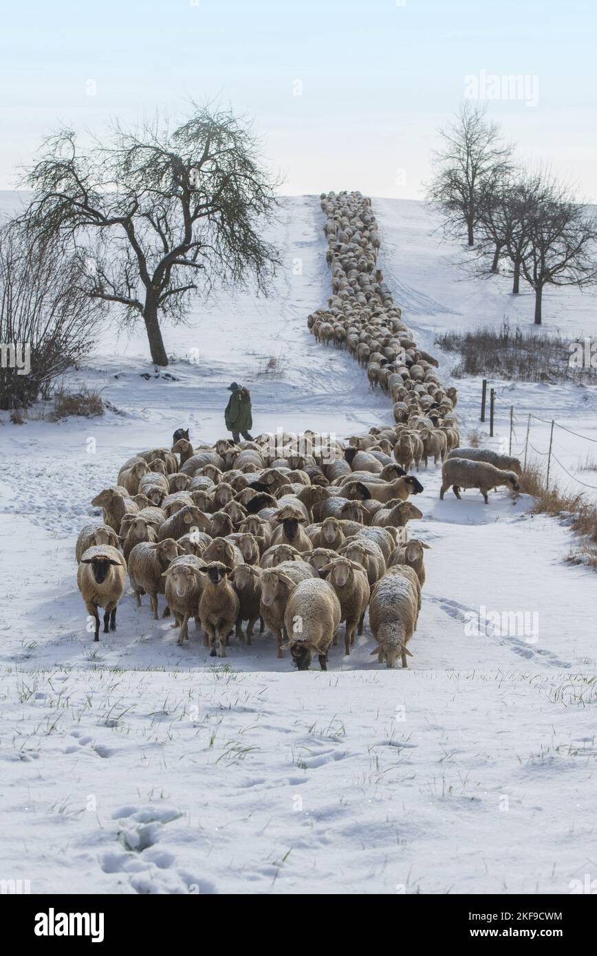 Sheepherder snow hi-res stock photography and images - Alamy