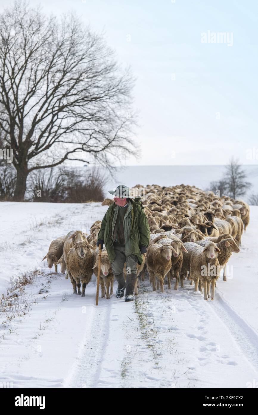 Herder sheep camera hi-res stock photography and images - Alamy