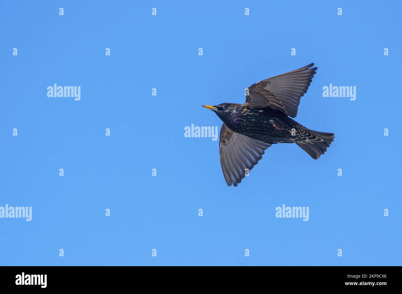 Single starling flight hi-res stock photography and images - Alamy