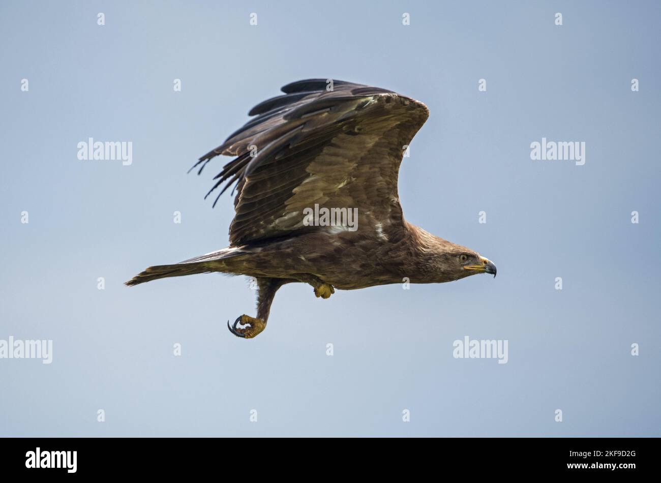European lesser spotted eagle Stock Photo - Alamy
