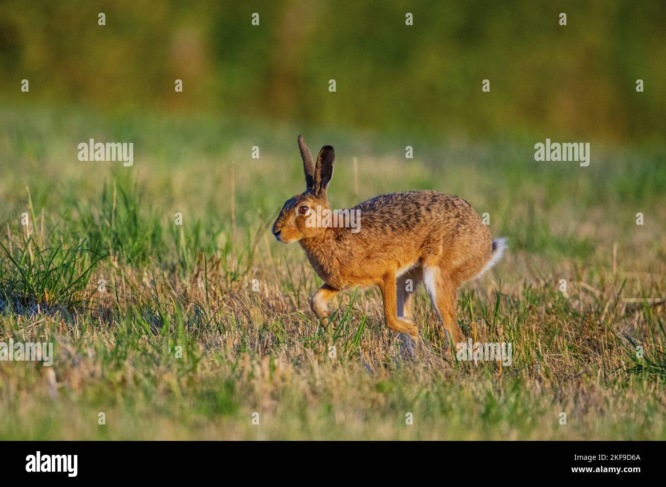 Hare gallop hi-res stock photography and images - Alamy