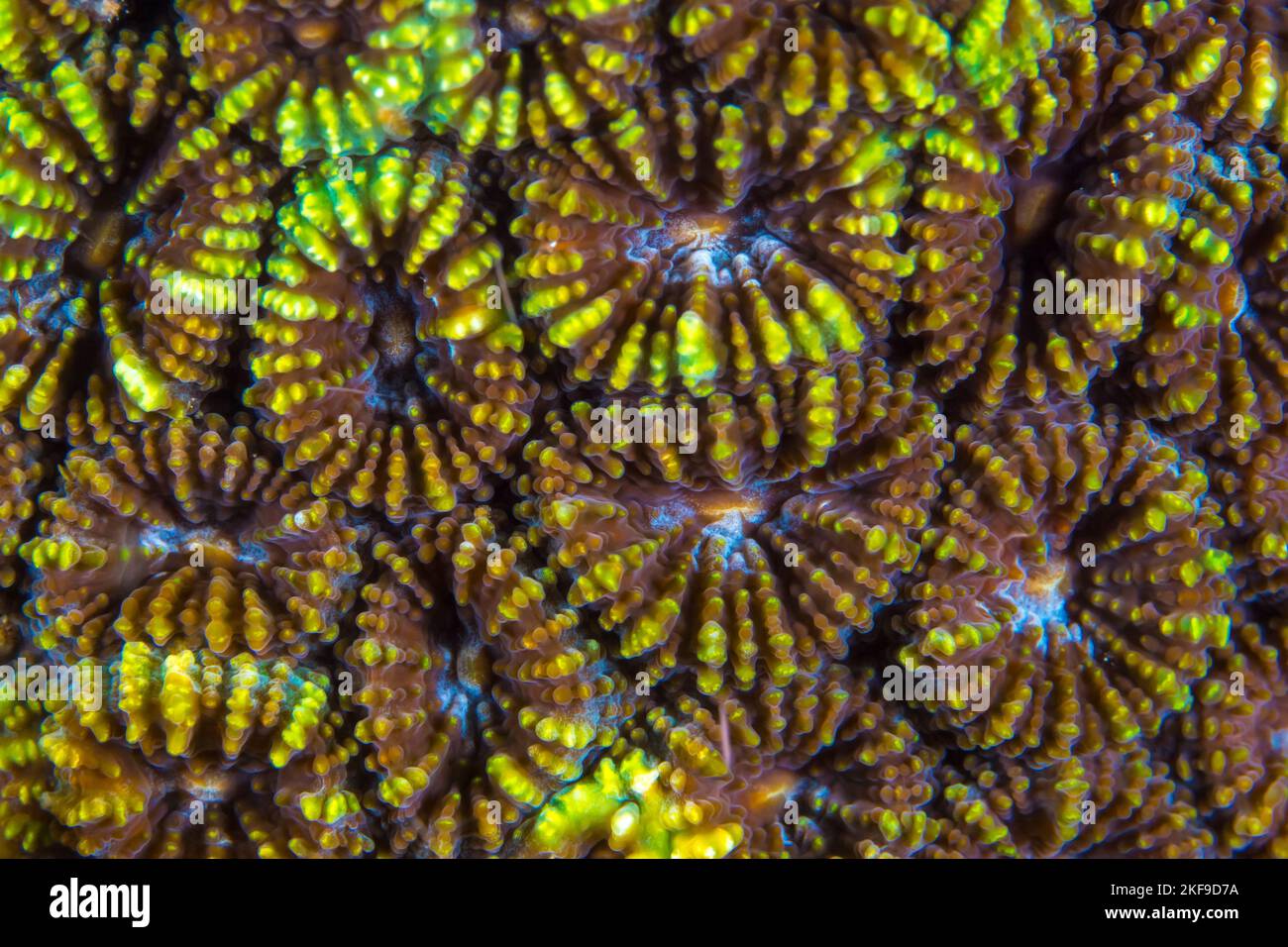 Close up detailed colorful view of healthy coral polyps Stock Photo - Alamy
