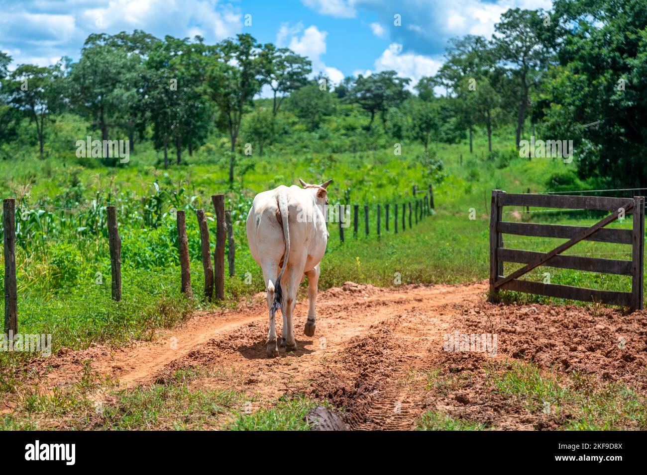 Cattle farm brasil hi-res stock photography and images - Alamy