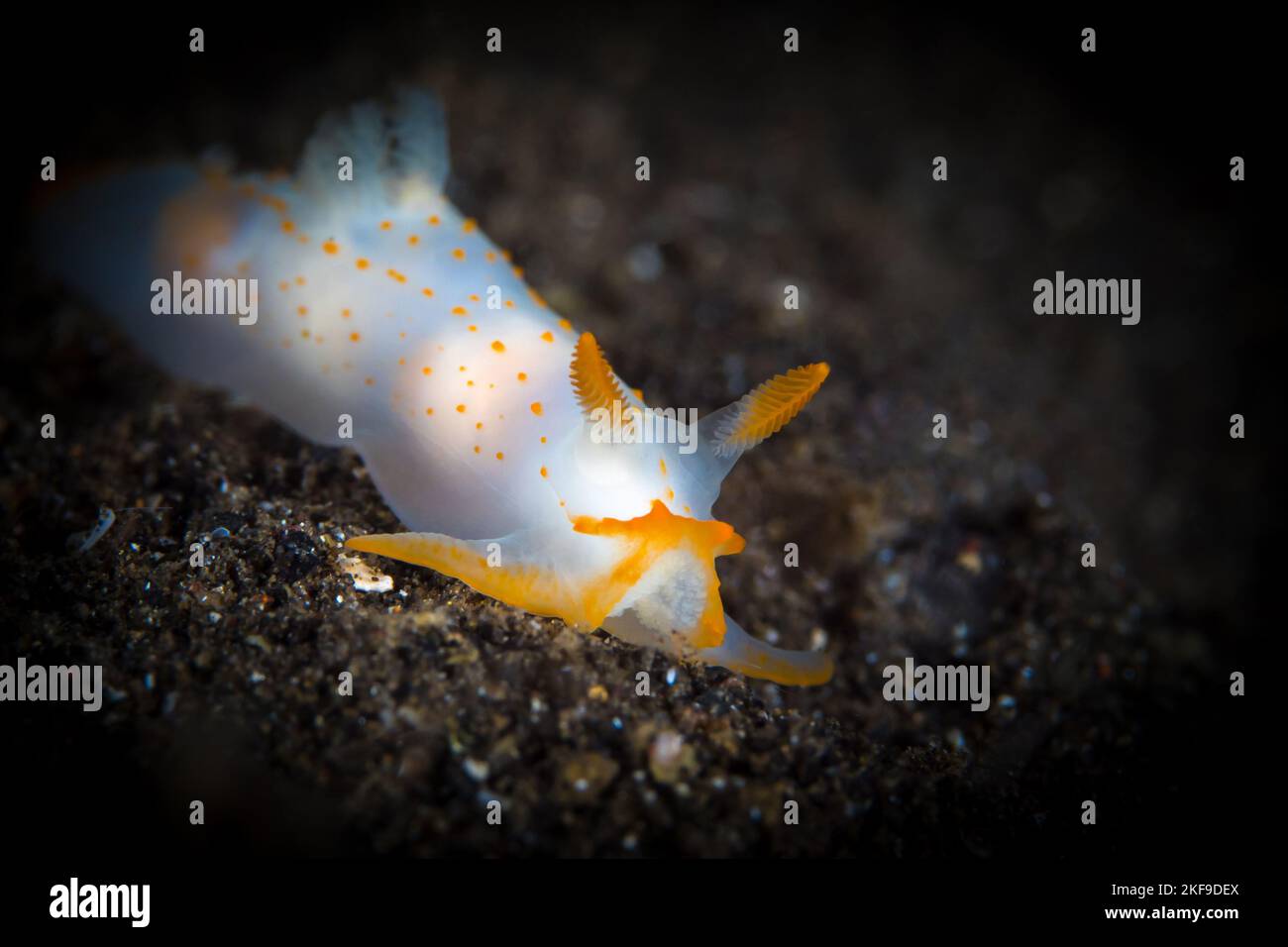 Colourful Nudibranch from the Witu Islands in papua New Guinea Stock ...